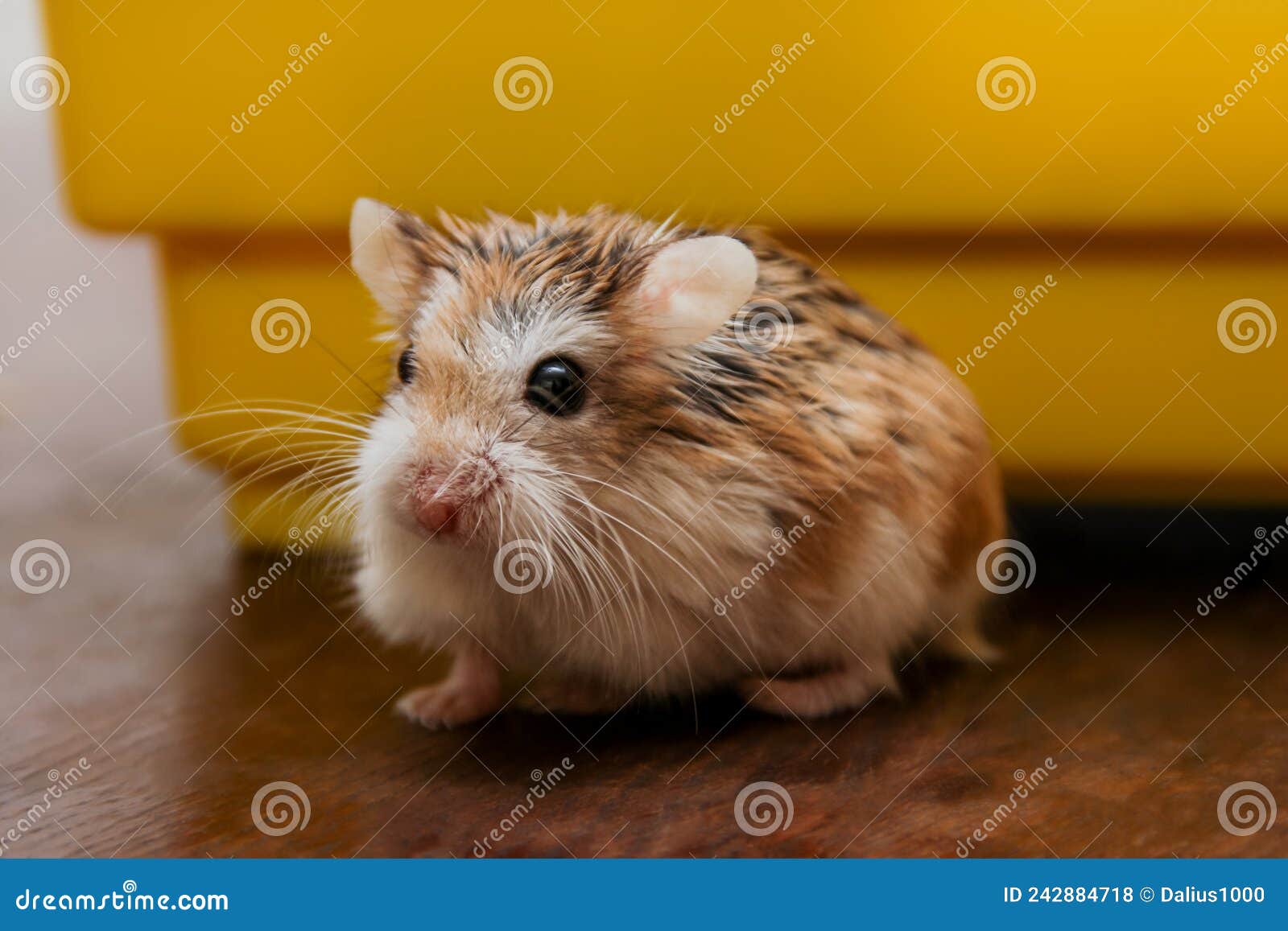 Cute Dwarf Hamster it is Out the Cage - Roborovski Hamster Stock Photo ...