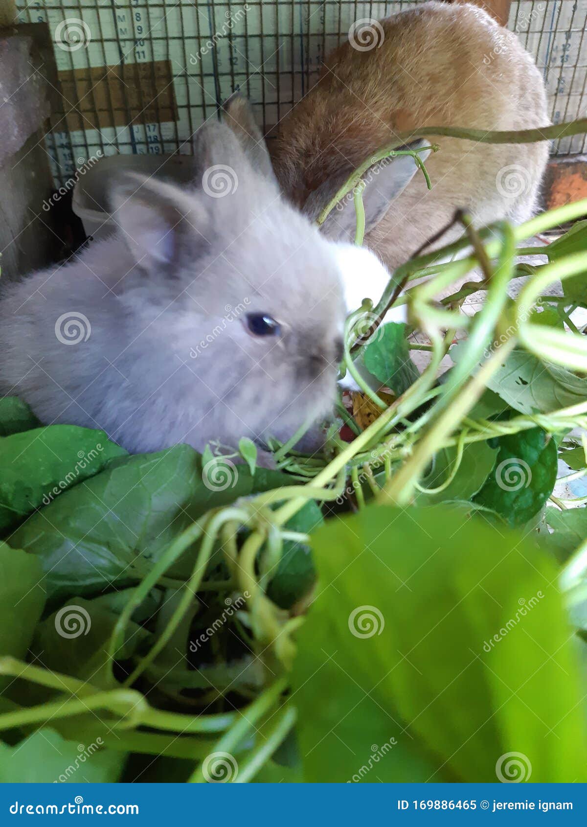 Cute dwarf rabbit stock image. Image of rodent, dwarf - 169886465