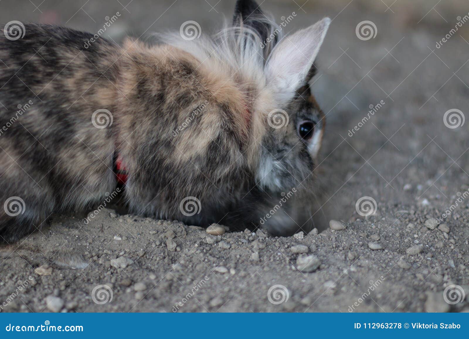 Cute Dwarf Rabbit Digging a Hole Stock Photo - Image of sweet, dwarf ...