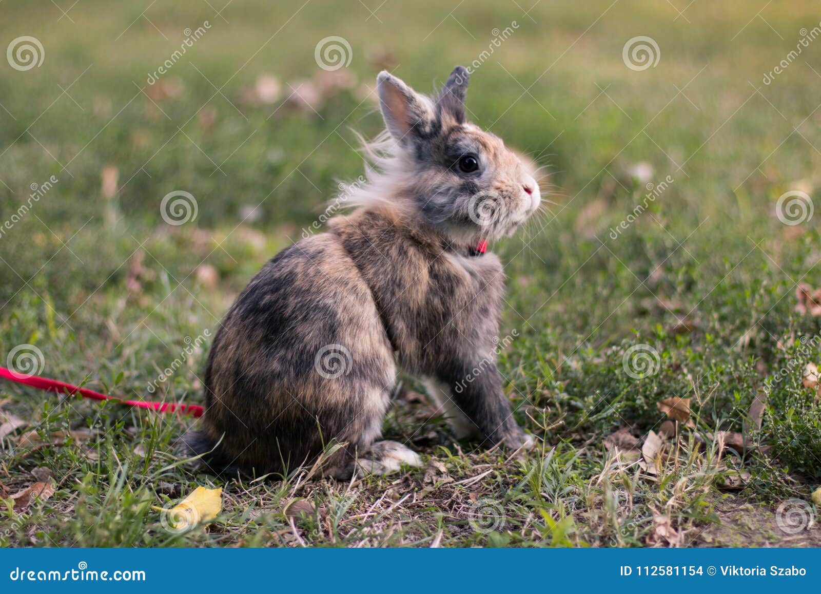 Cute Dwarf Rabbit on the Grass Stock Photo - Image of rabbit, sitting ...