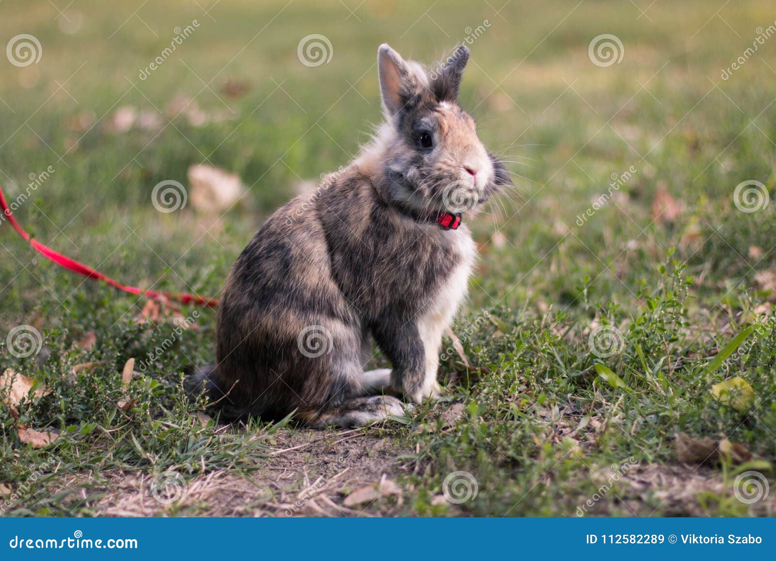 Cute Dwarf Rabbit on the Grass Stock Image - Image of bunny, standing ...