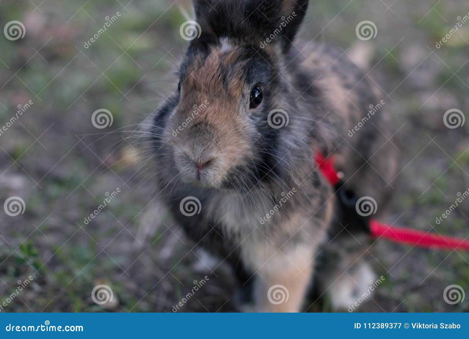 Cute dwarf rabbit stock image. Image of rabbit, dwarf - 112389377