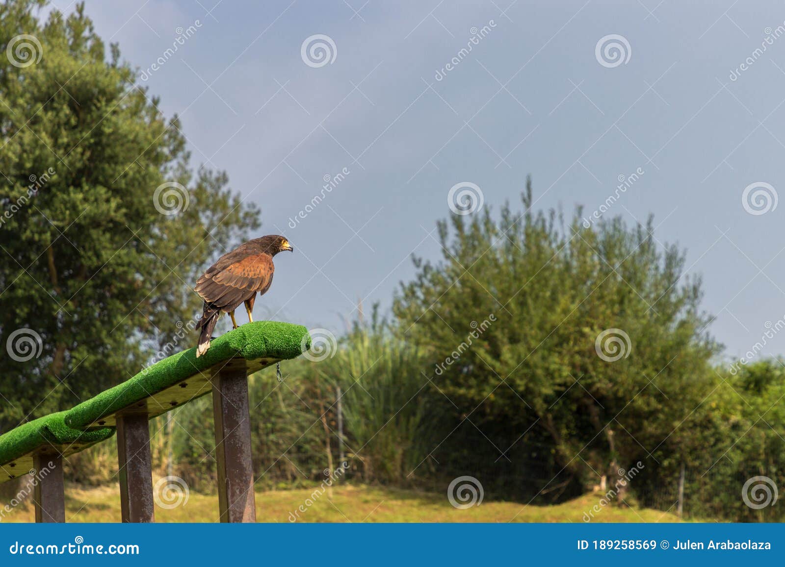 Eagle in a zoo of Spain stock image. Image of forest - 189258569