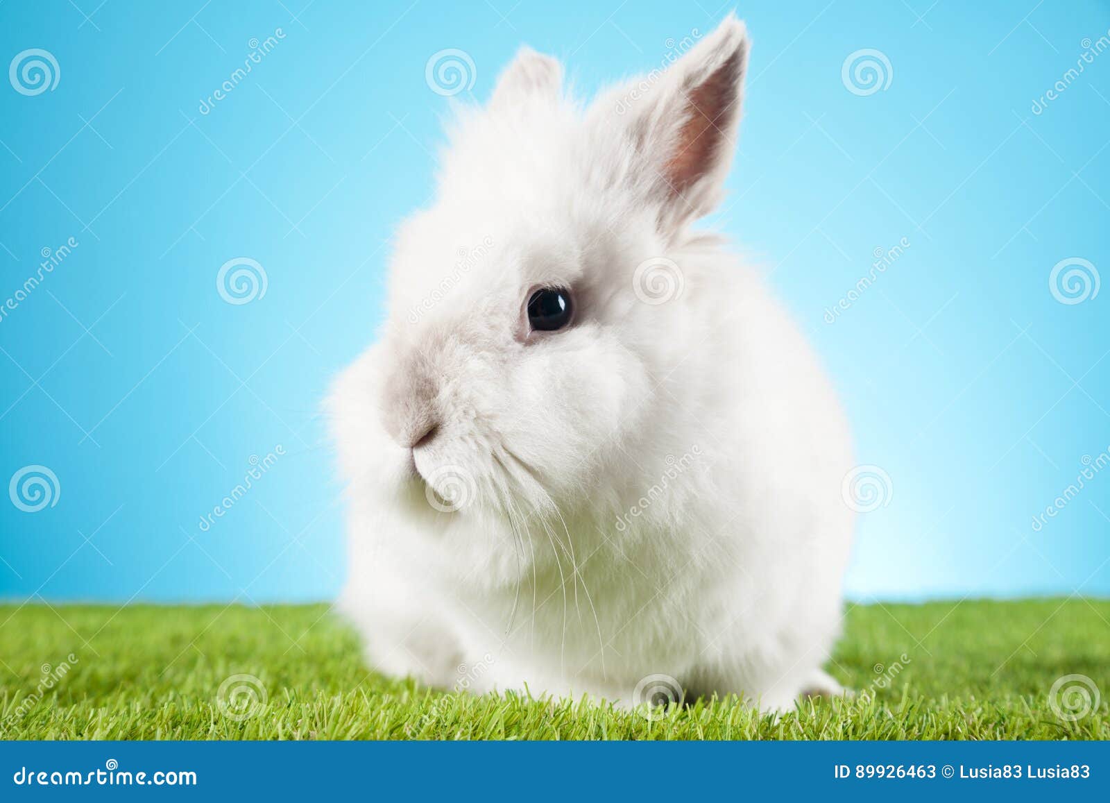 Cute Easter Bunny Sitting in Green Grass Stock Image - Image of eggs ...