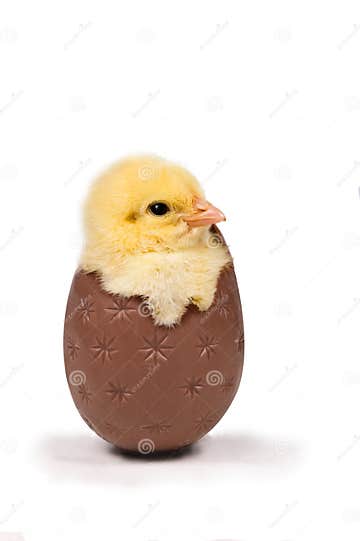 Cute easter chick stock image. Image of chicken, adorable - 8291167