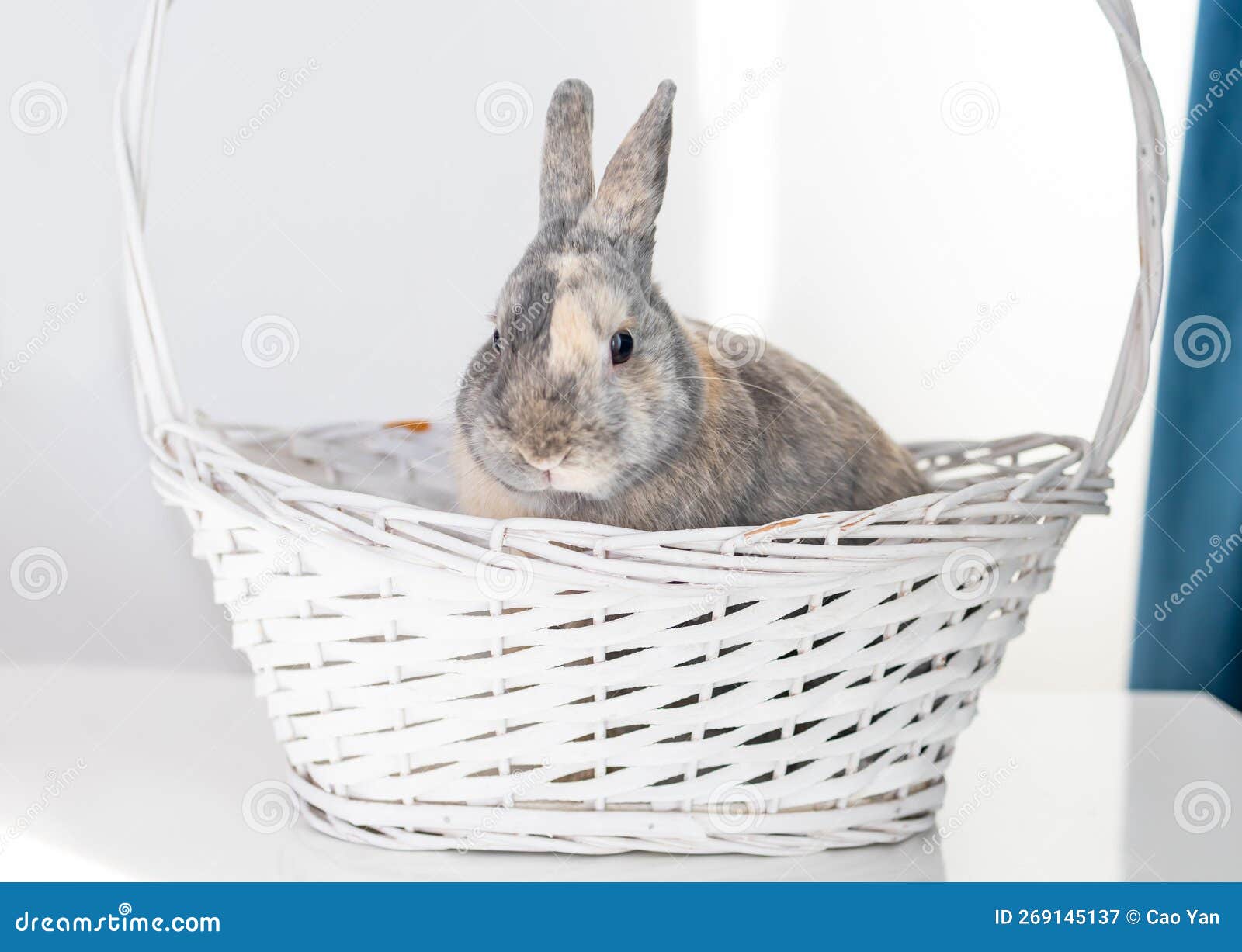 Easter Grey Rabbit in a Basket on White Background. Stock Image - Image ...