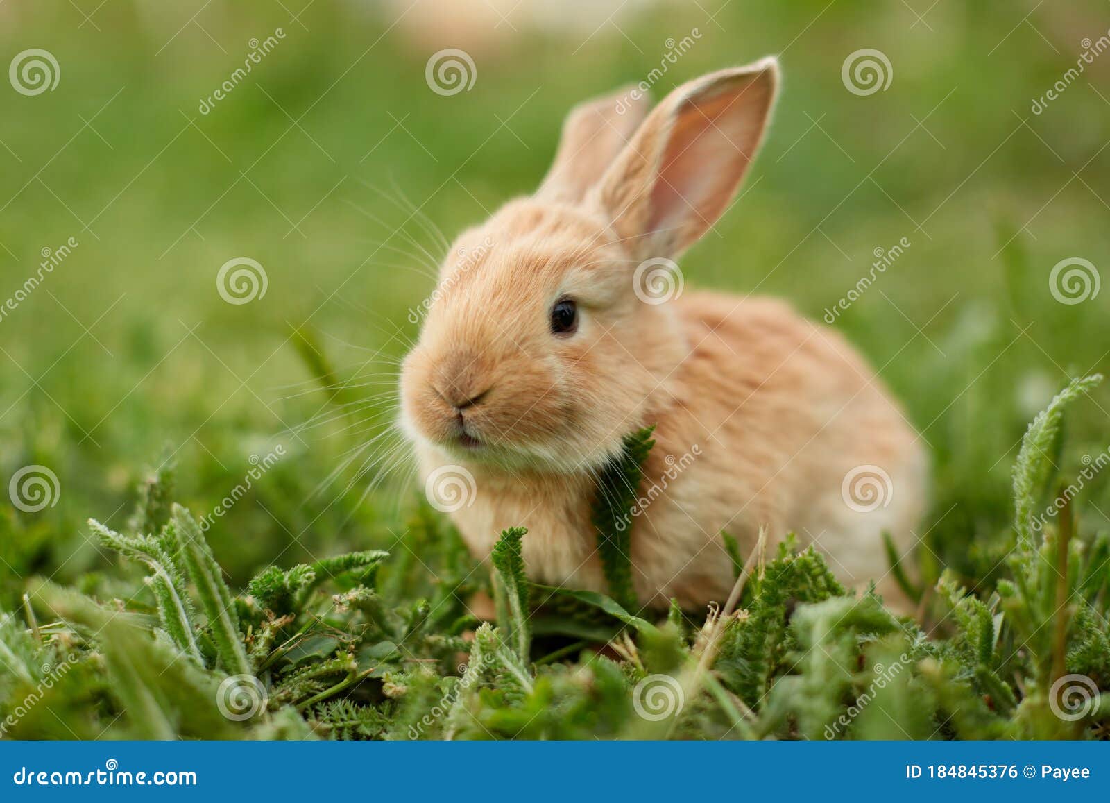 Cute Easter Orange Bunny Rabbit on Green Grass Stock Photo - Image of ...