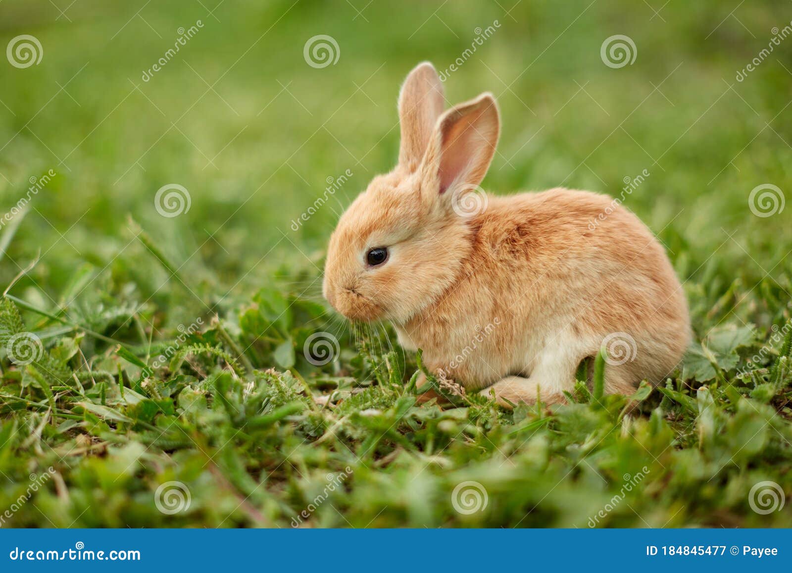 Cute Easter Orange Bunny Rabbit on Green Grass Stock Image - Image of ...