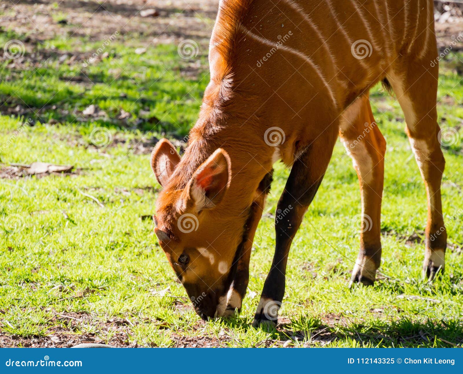 Cute Eastern Bongo, Tragelaphus Eurycerus Isaaci Stock Image - Image of ...