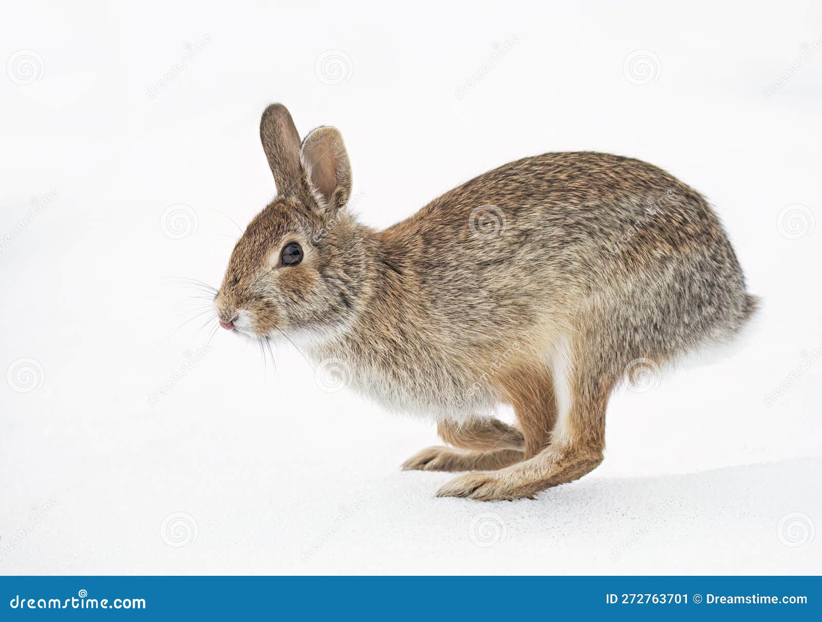 A Cute Eastern Cottontail Rabbit Hopping in the Snow in a Winter Forest ...