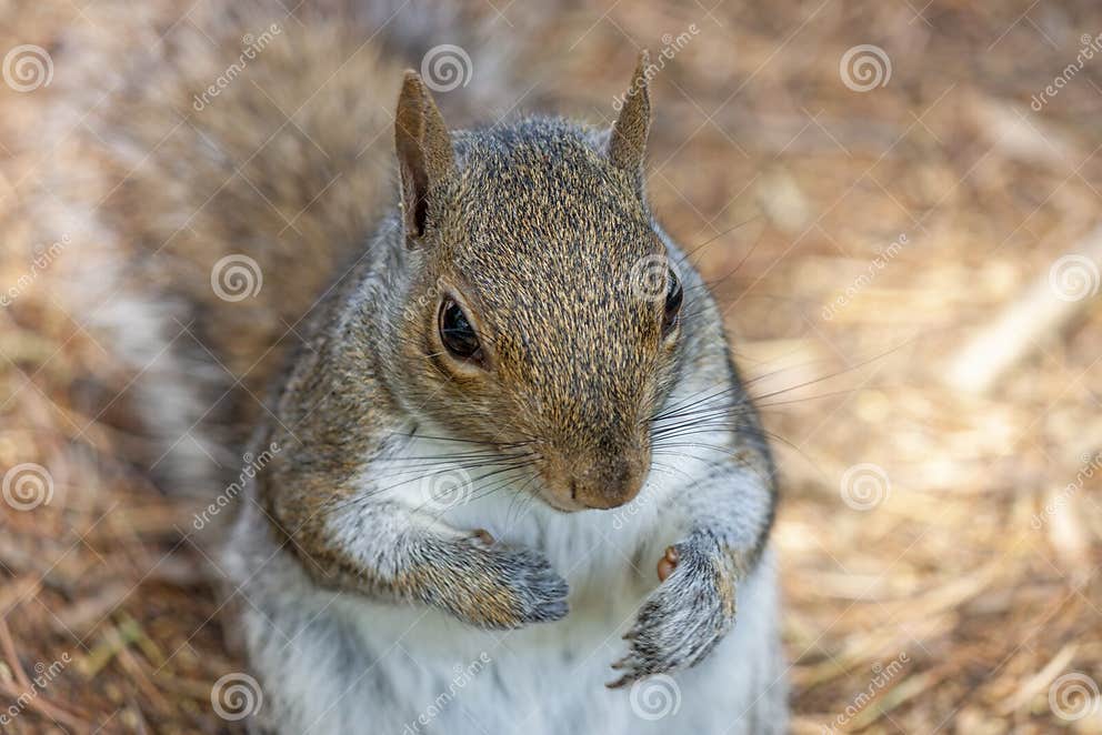 A Cute Eastern Gray Squirrel Sciurus Carolinensis, Also Known As the ...