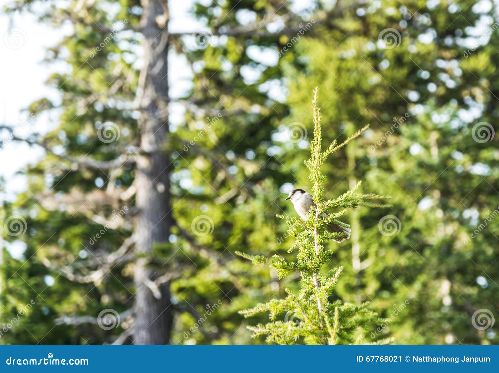 Cute Eastern Phoebe Resting Small Tree Stock Photos - Free & Royalty ...