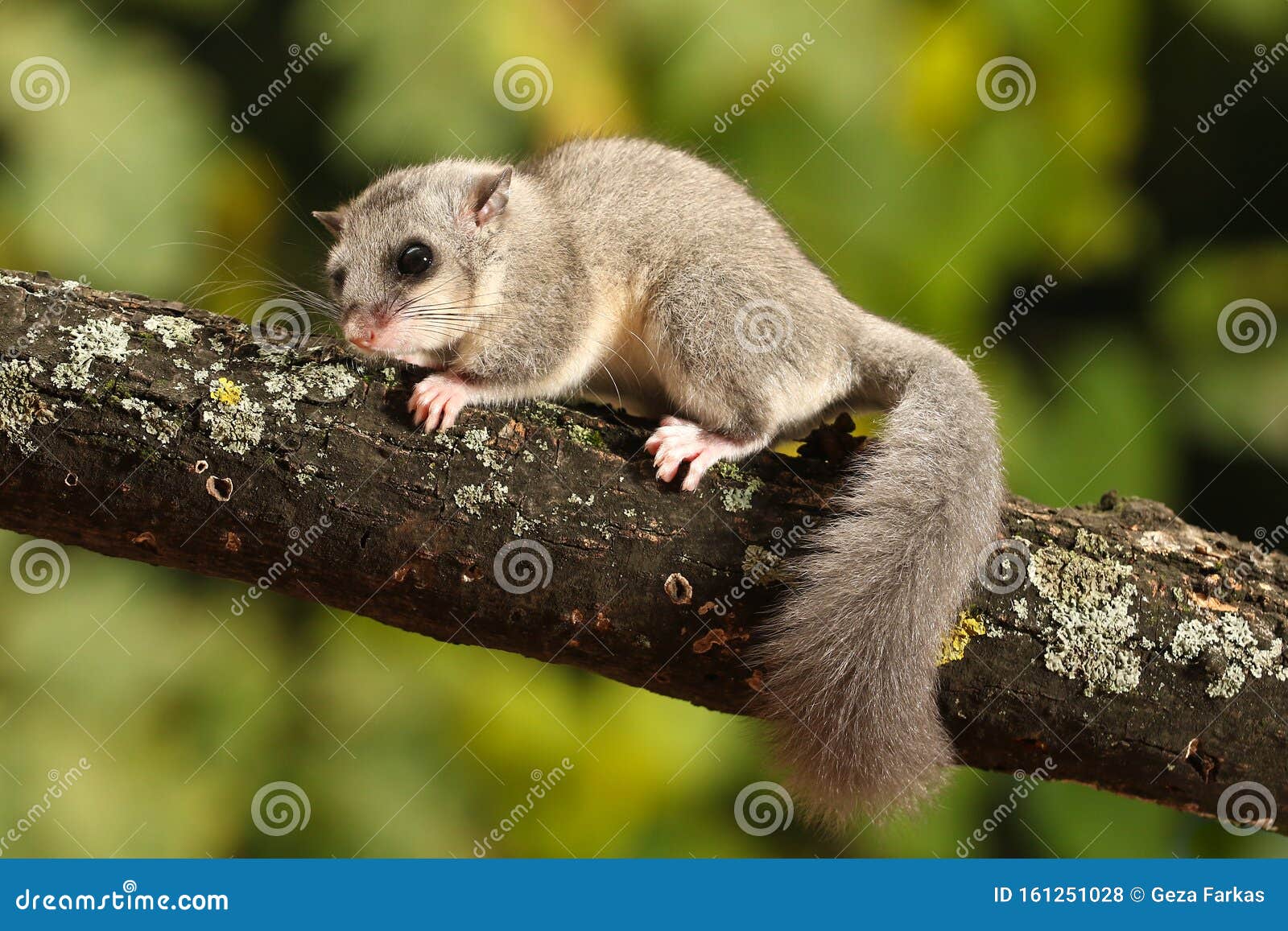 Cute Edible Dormouse, Glis Glis on the Branch Stock Photo - Image of ...