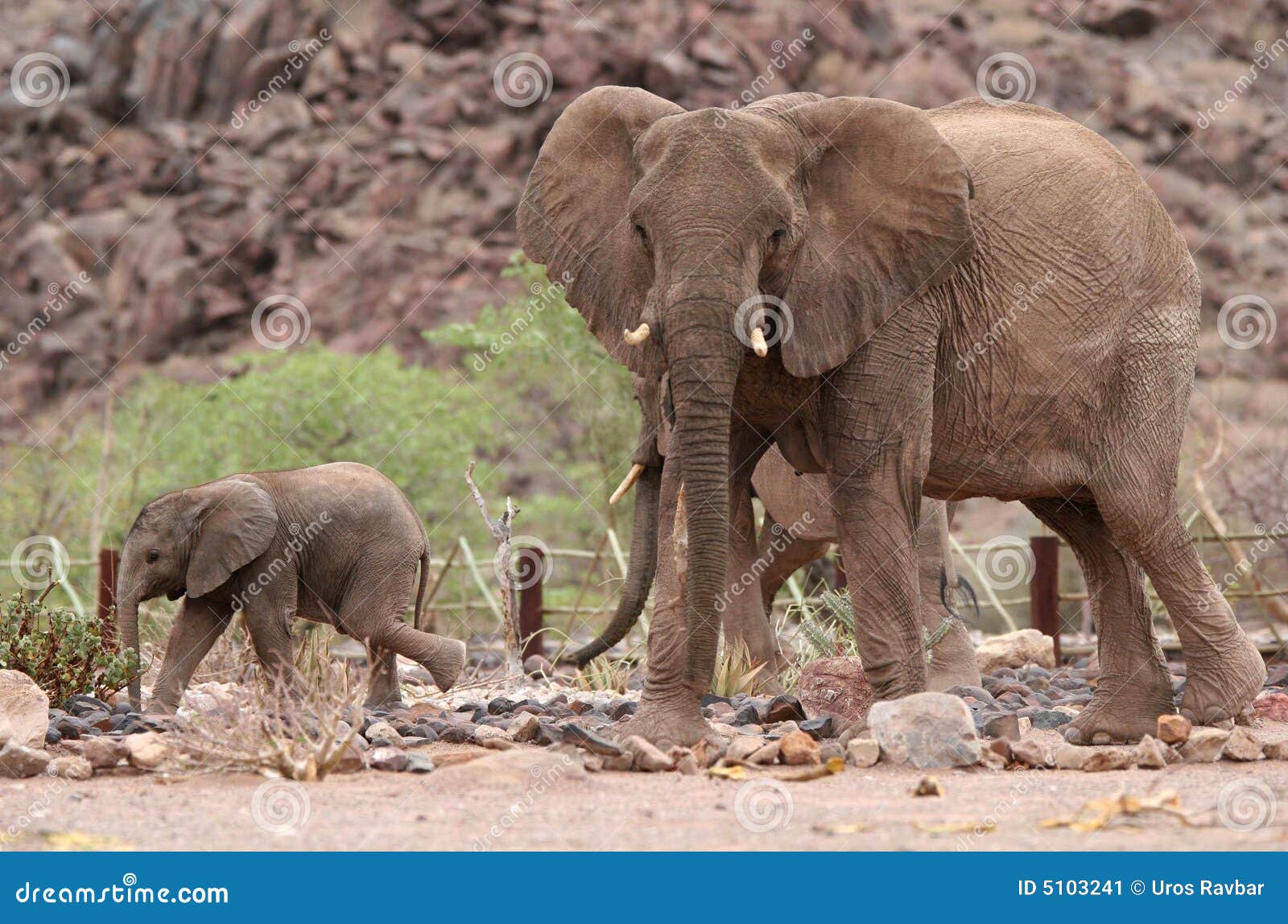 Cute Elephant Calf And Elephant Cow Picture. Image: 5103241