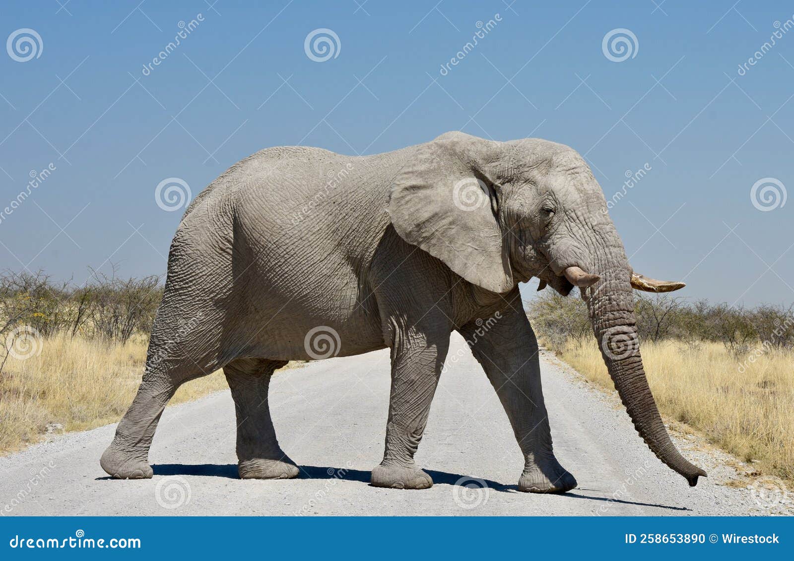 Cute Elephant Crossing a Road Stock Photo - Image of wildlife, africa ...
