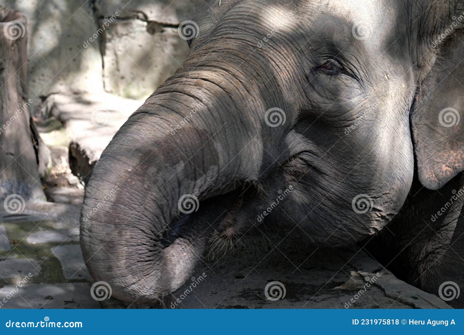 A Cute Elephant is Enjoying Lunch Stock Photo - Image of ...