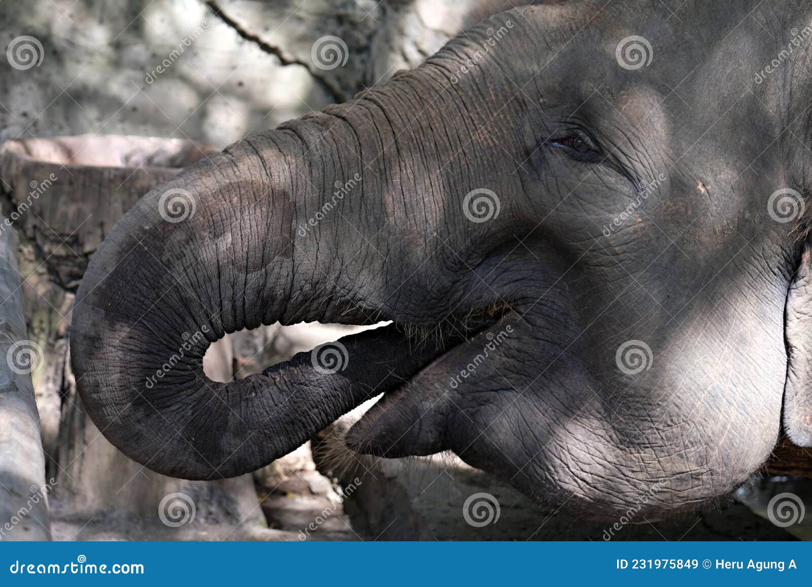A Cute Elephant is Enjoying Lunch Stock Image - Image of wildlife ...