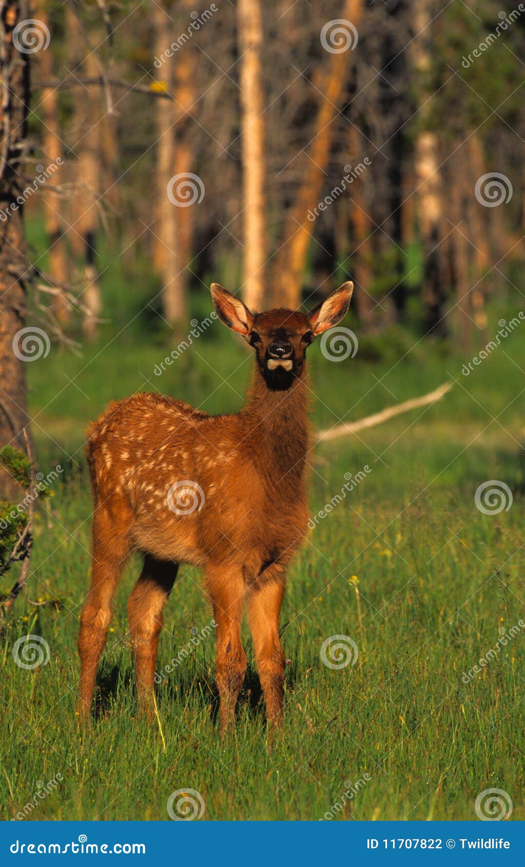 Cute Elk Calf stock photo. Image of mountain, wildlife - 11707822