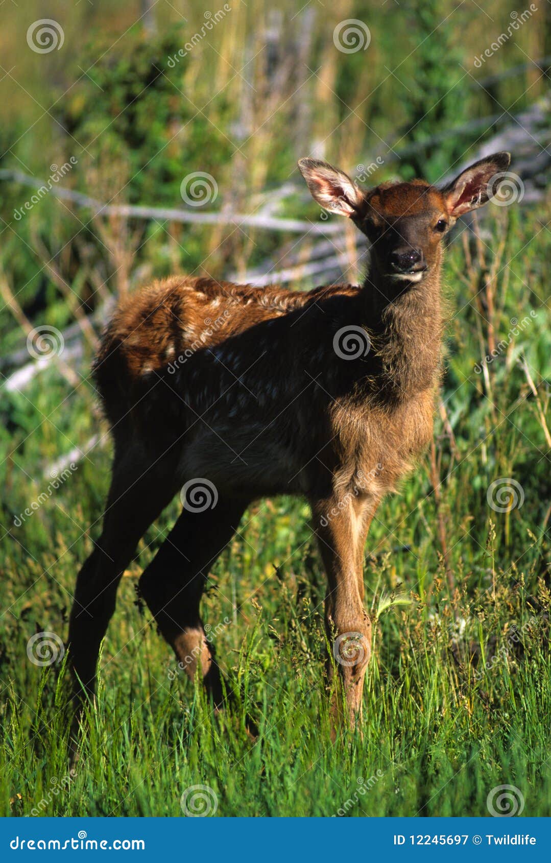 Cute Elk Calf stock image. Image of game, animal, young - 12245697
