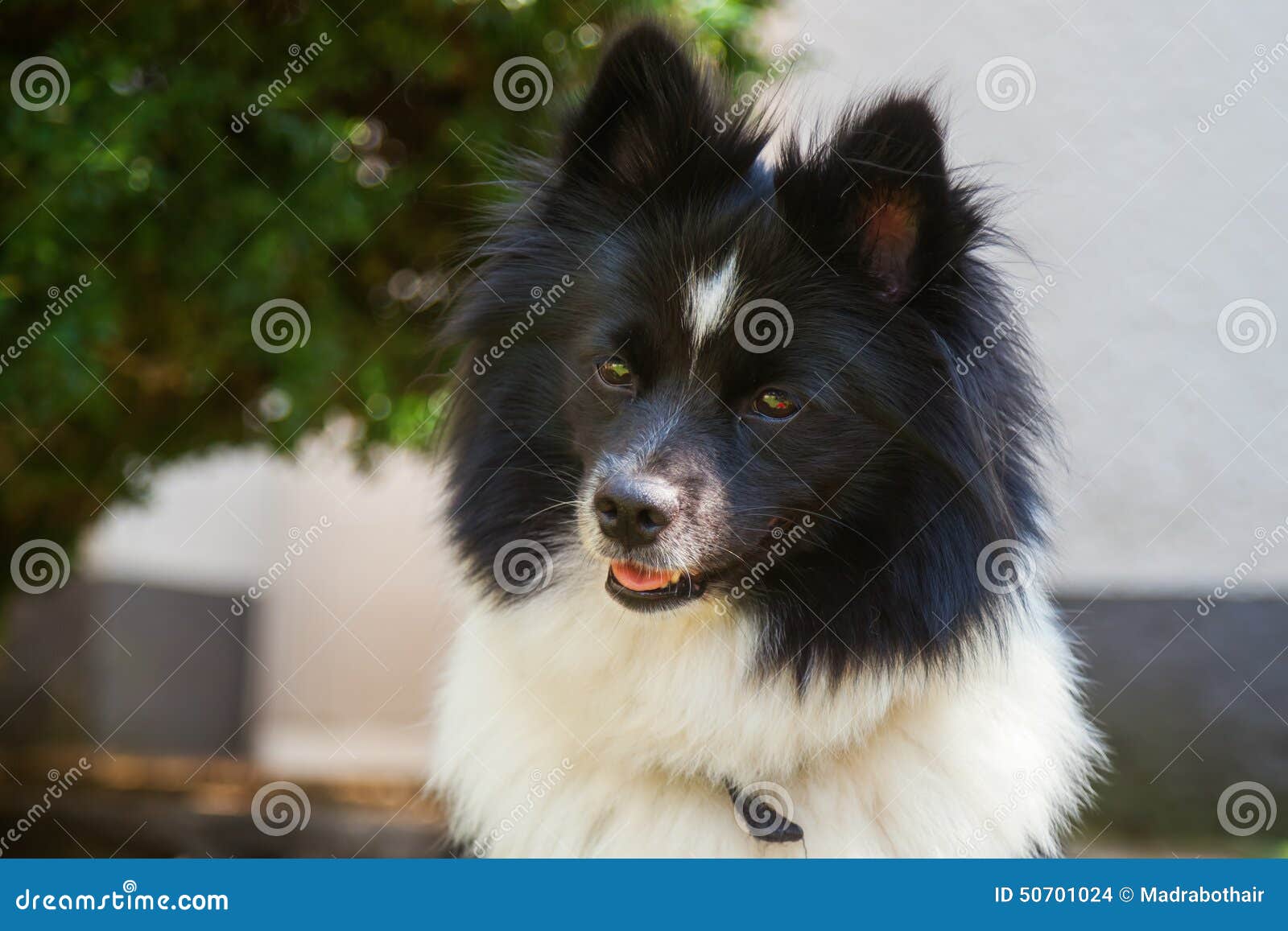 Cute Elo dog stock photo. Image of pets, cuddly, head - 50701024