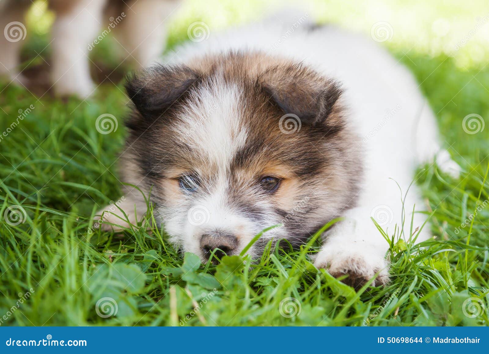 Cute Elo puppy stock photo. Image of meadow, pets, young - 50698644