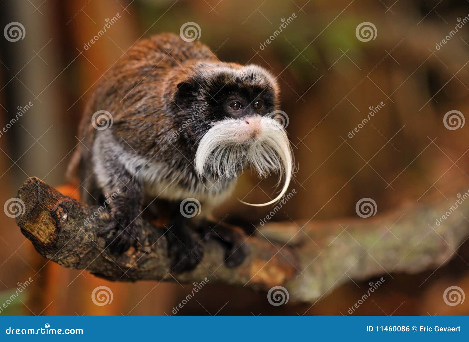 Cute emperor tamarin stock photo. Image of tiny, nature - 11460086