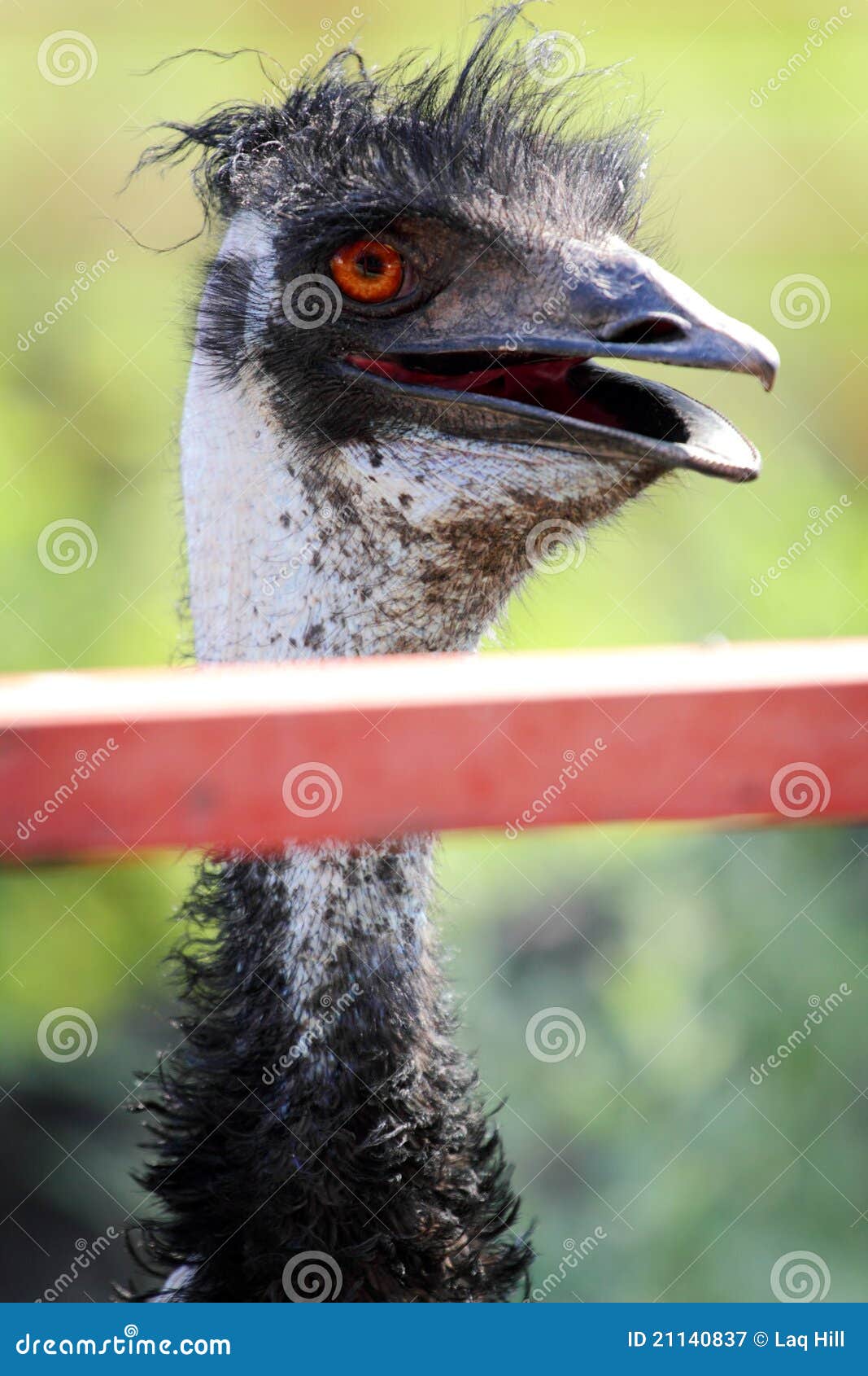 Cute Emu Portrait stock image. Image of captive, beak - 21140837