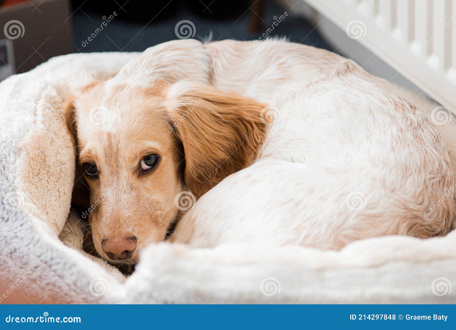 Falling Alseep Stock Photos - Free & Royalty-Free Stock Photos from ...