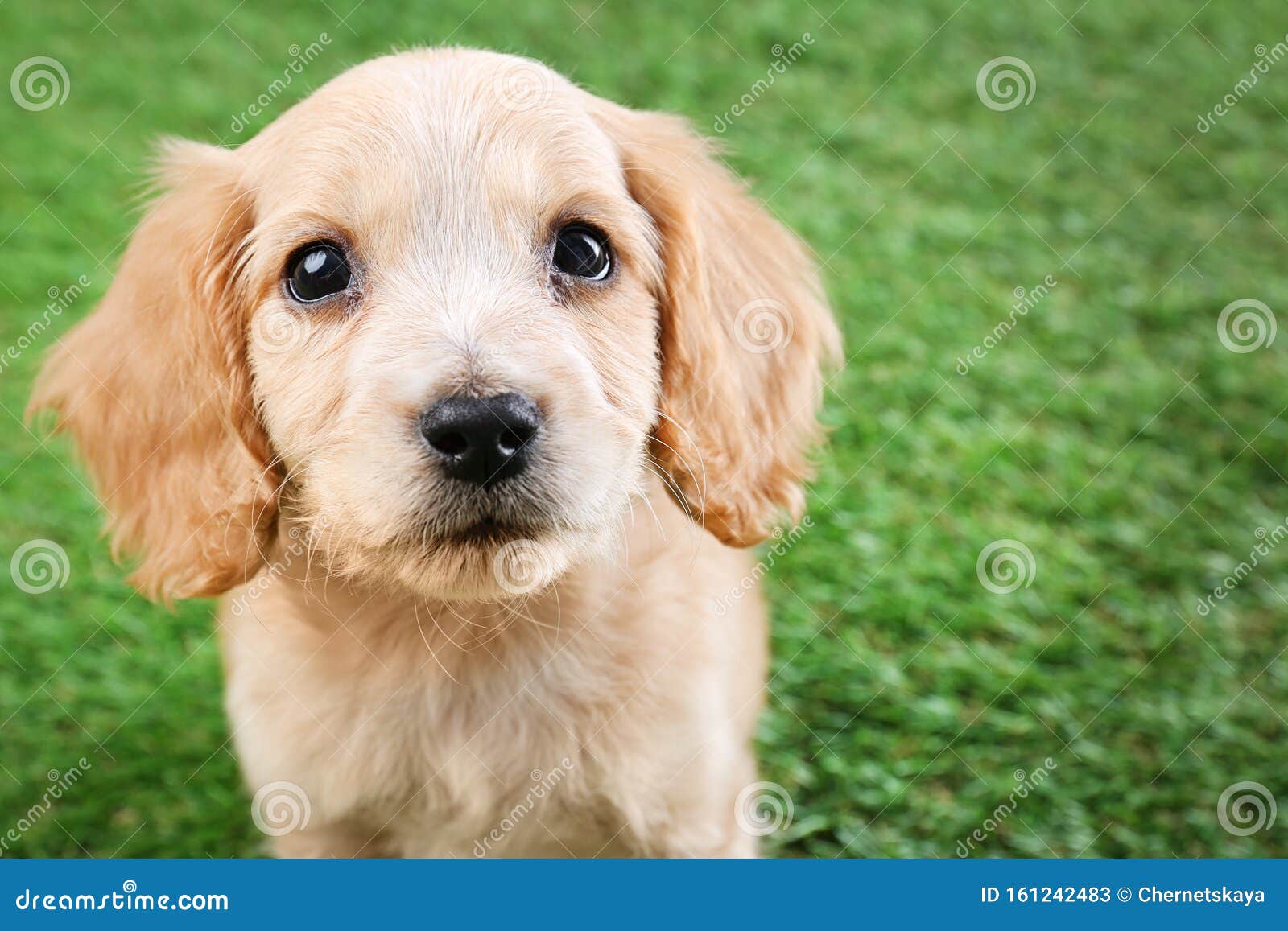 Cute English Cocker Spaniel Puppy. Space for Text Stock Image - Image ...