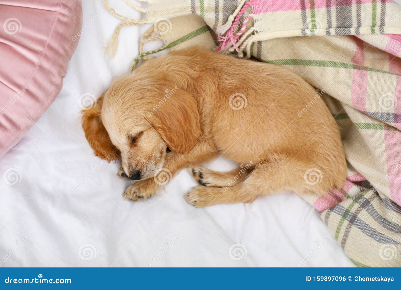 How Long Should A Cocker Spaniel Sleep