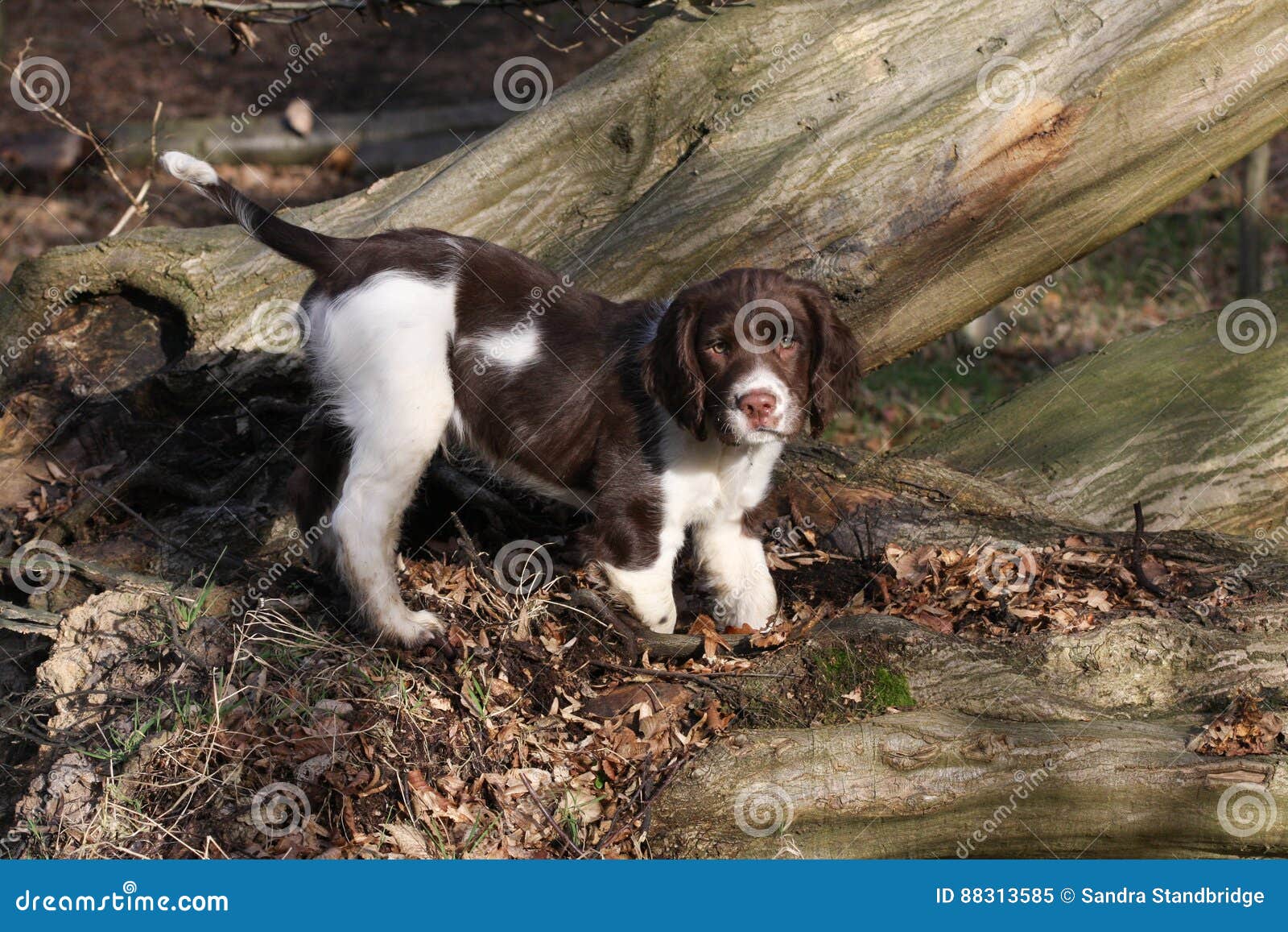 A Cute English Springer Spaniel Puppy, Playing on a Fallen Tree in the ...