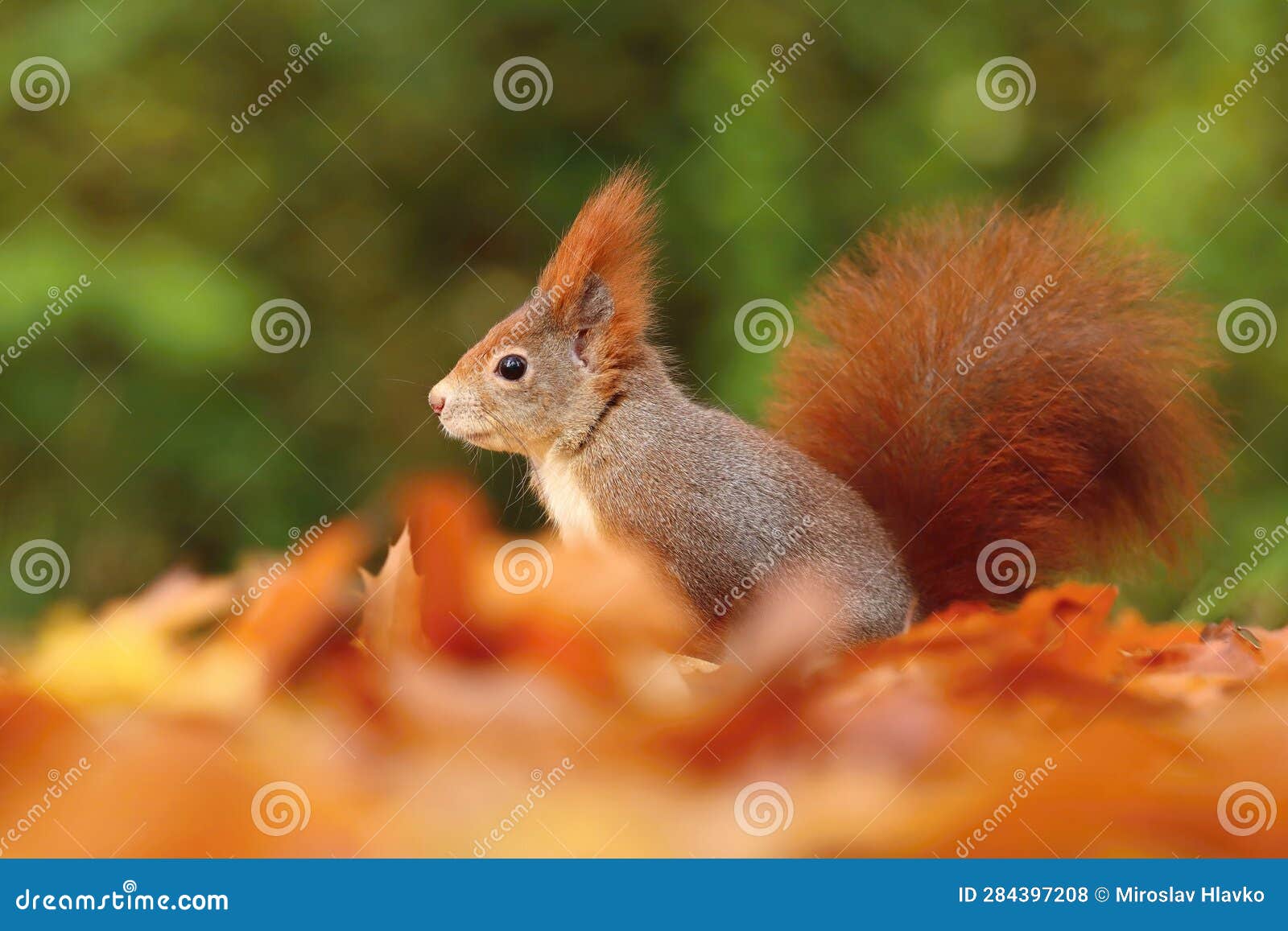Cute Eurasian Red Squirrel in Autumn Stock Photo - Image of season ...