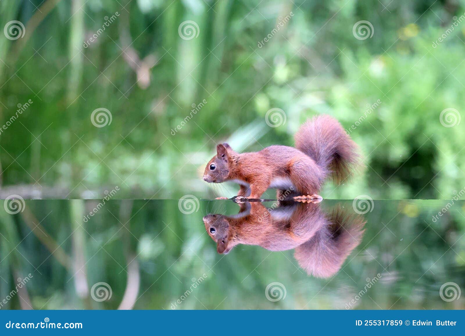 Cute Eurasian Red Squirrel in Water in the Forest Stock Image - Image ...