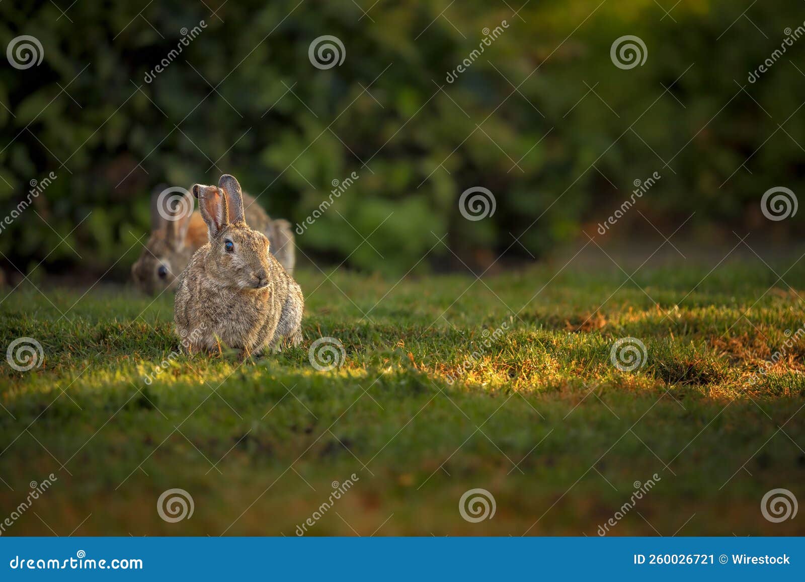 Cute European Rabbits in the Green Field Stock Image - Image of brown ...