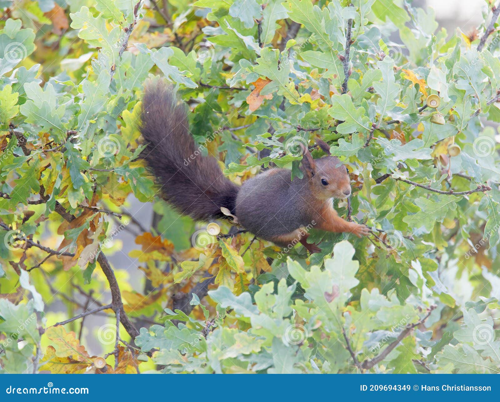 Cute European Red Squirrel Looking for Acorn in the Oak Tree Stock ...