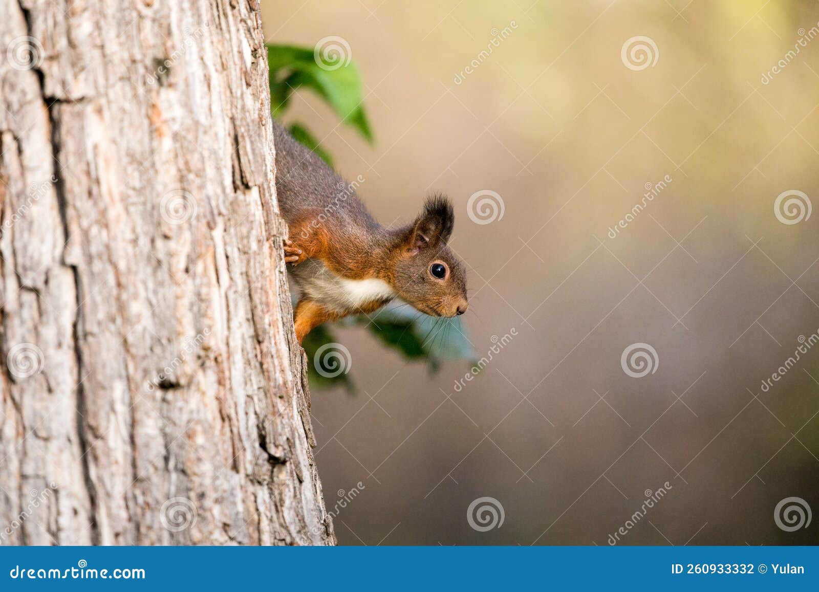Cute European Red Squirrel Looking Curiously from Behind a Tree Branch ...