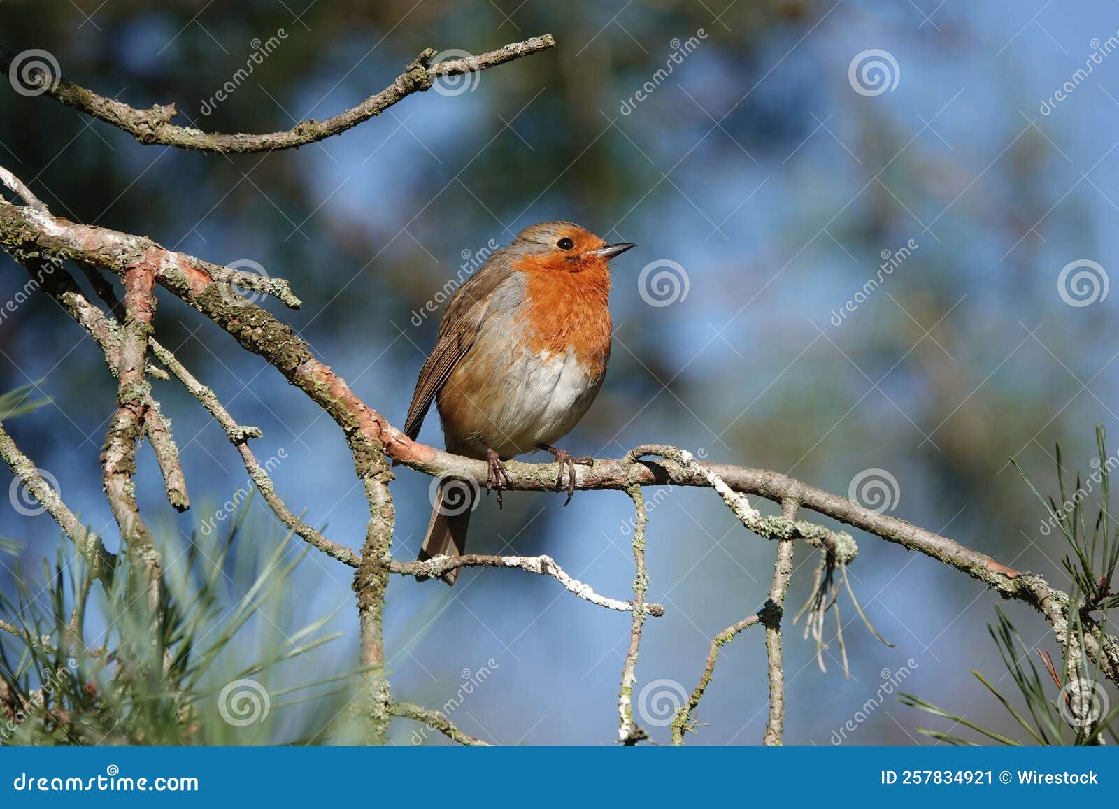 Cute European Robin Redbreast Perched on a Thin Tree Branch on a ...