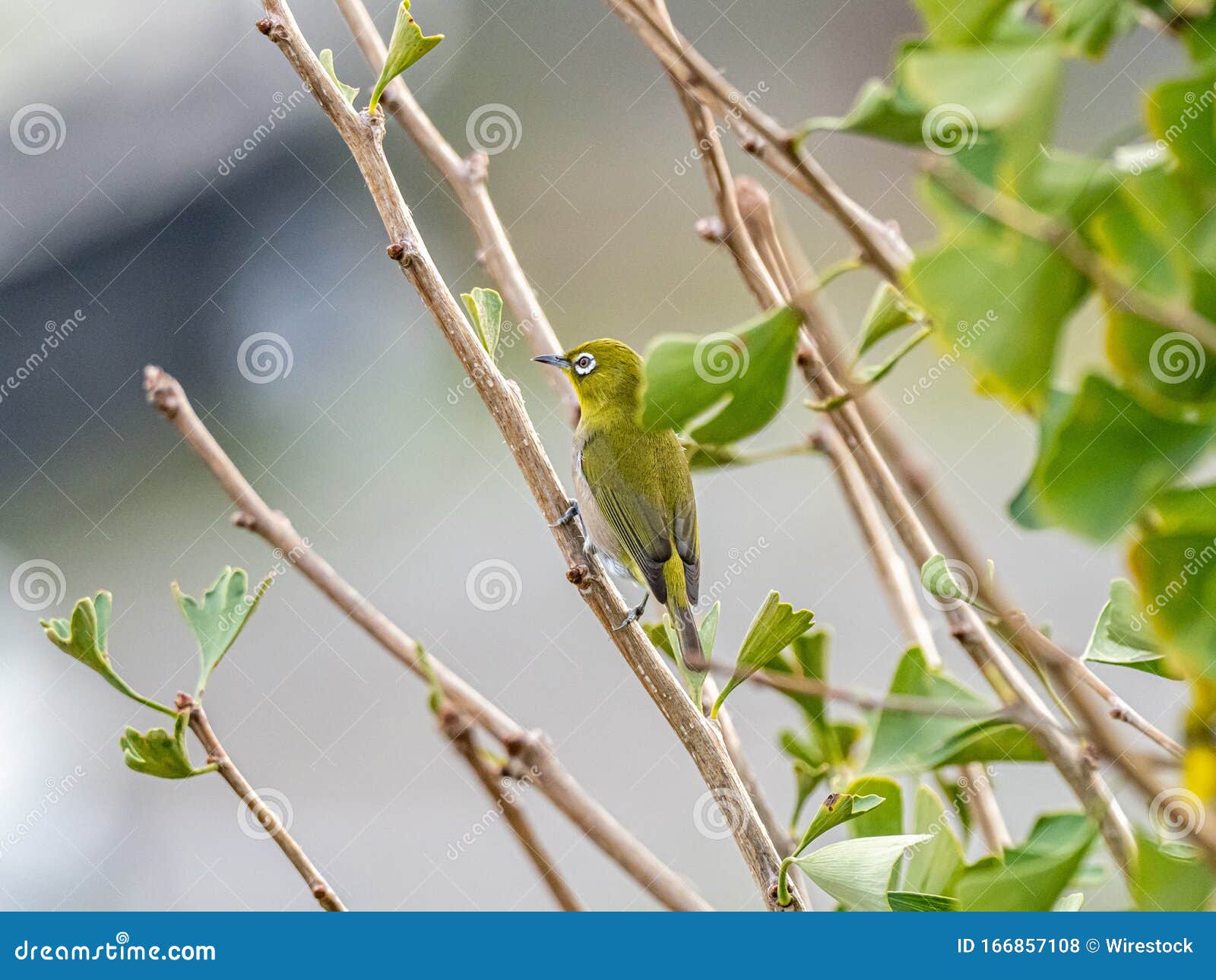 Cute Exotic Bird Standing on a Tree Branch in the Middle of the Forest ...