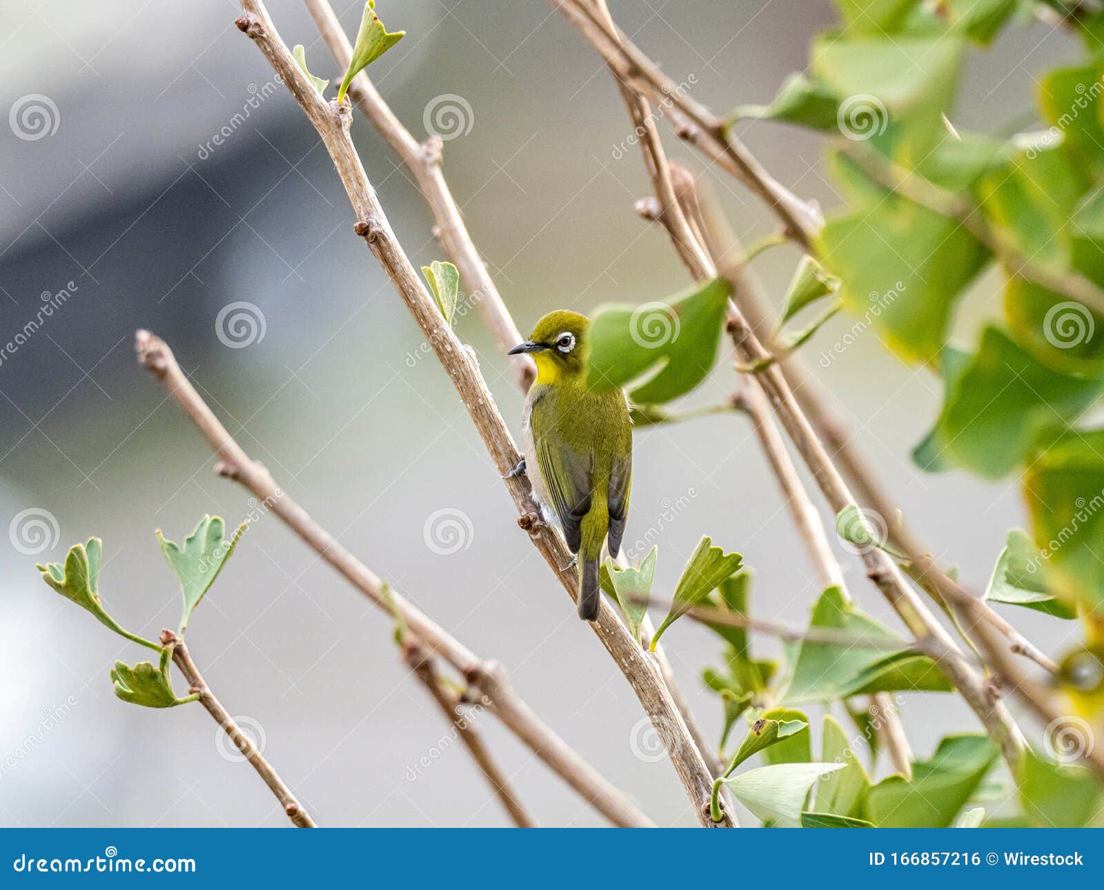 Cute Exotic Bird Standing on a Tree Branch in the Middle of the Forest ...