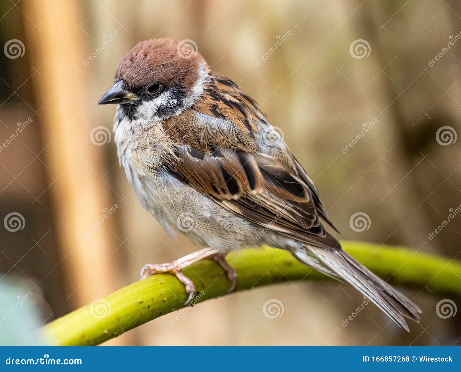 Cute Exotic Bird Standing on a Tree Branch in the Middle of the Forest ...