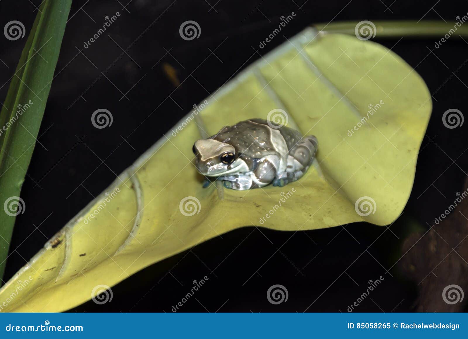 Cute Exotic Frog Sitting on a Large Yellow Leaf Stock Image - Image of ...
