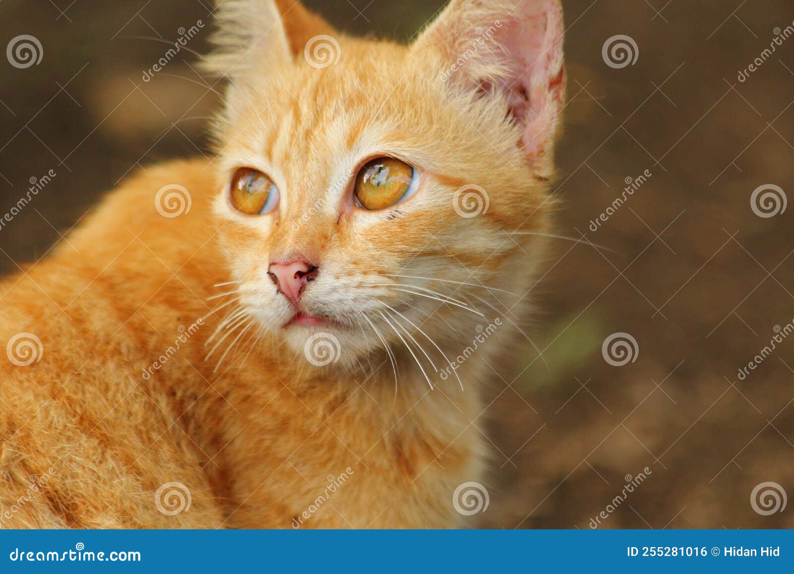 Cute face cat left side stock photo. Image of feline - 255281016