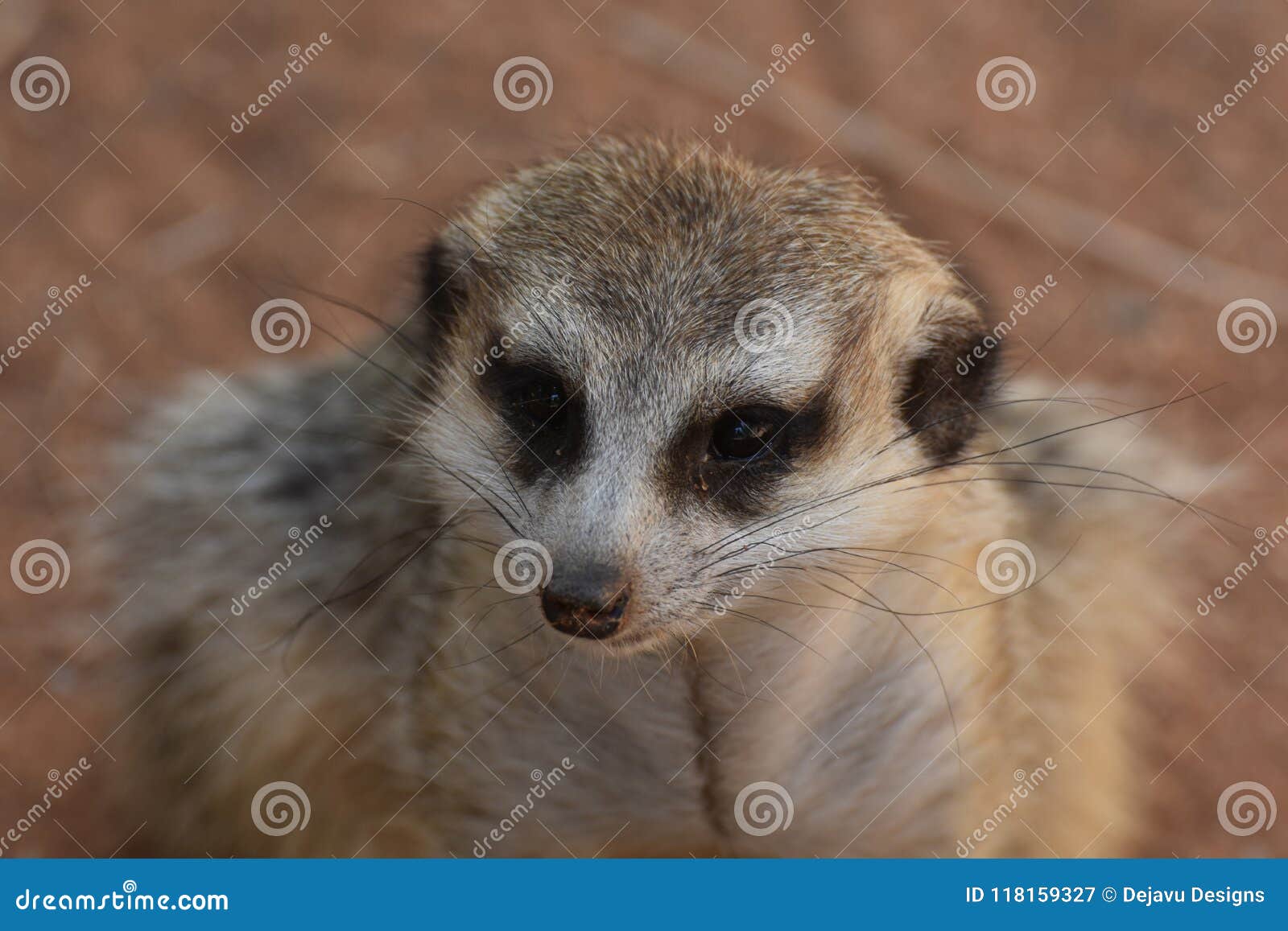 Really Cute Face of a Meerkat with Distinctive Markings Stock Image ...