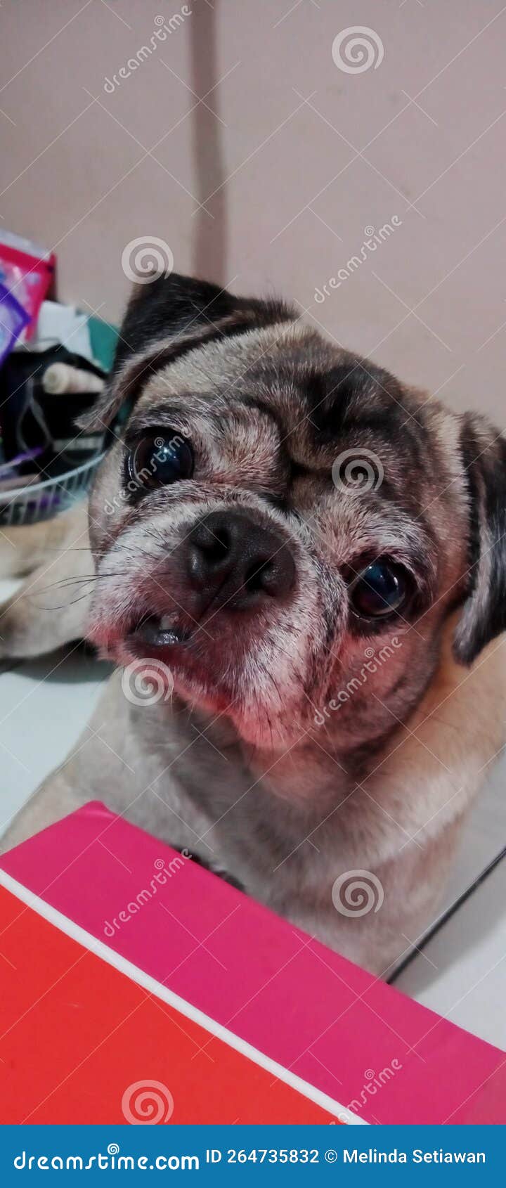 Cute face pug little dog stock photo. Image of little - 264735832