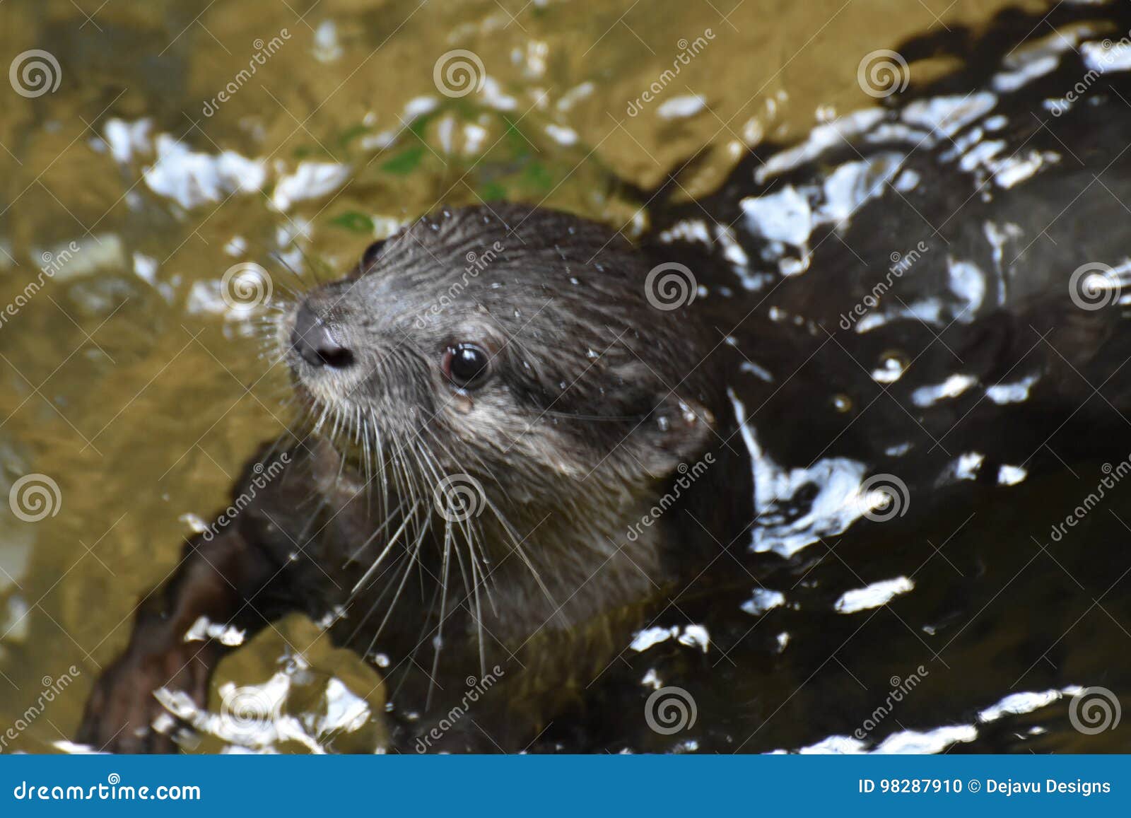 Really Cute Face of a River Otter Peaking Up Stock Photo - Image of ...