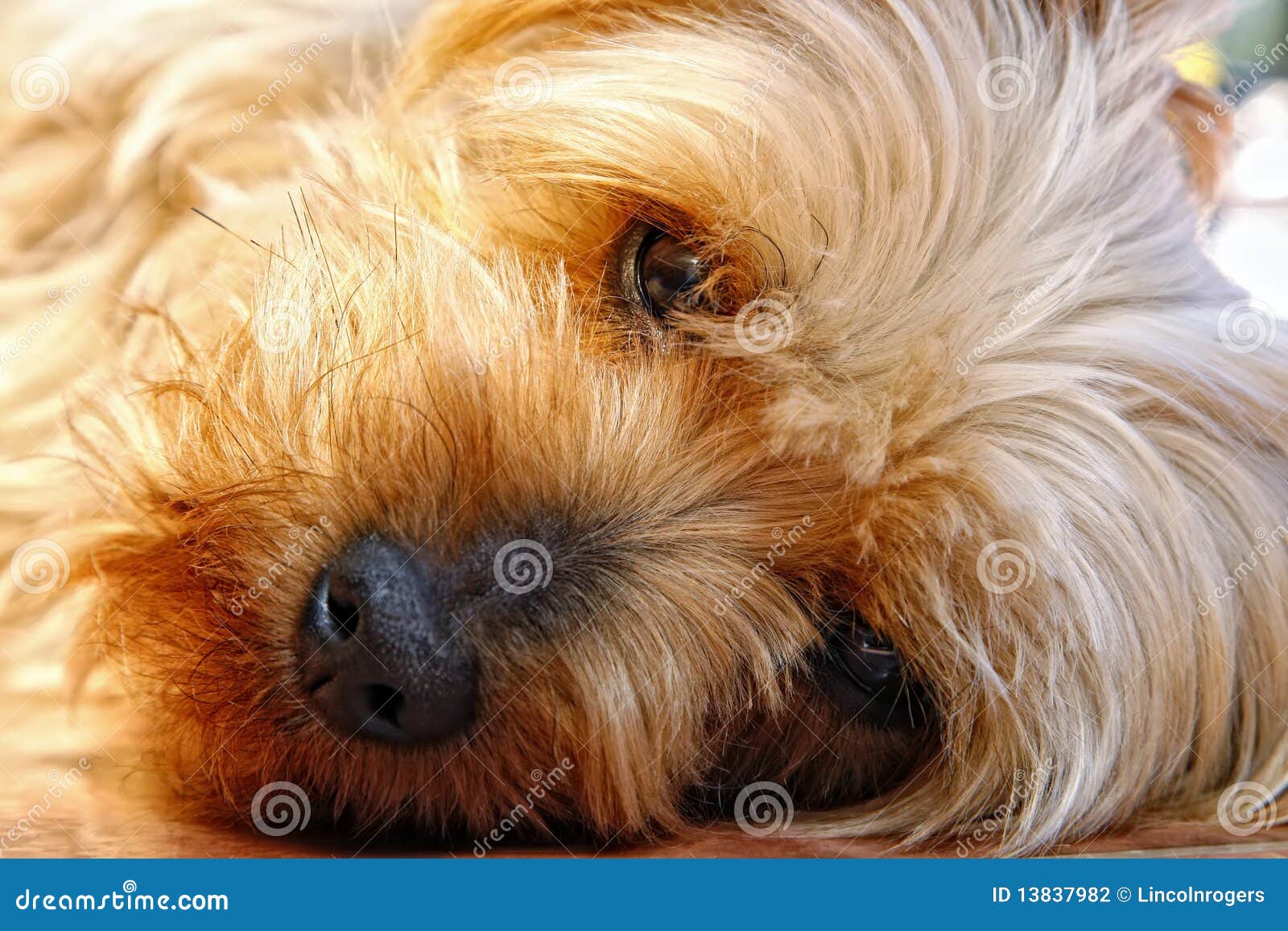 Silky Terrier Yorkie Mix