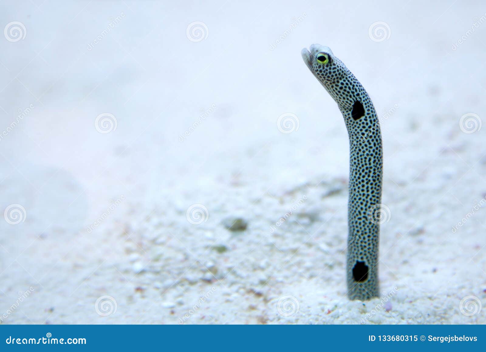 Cute Face Spotted Garden Eels are Out of the Sand. Stock Image - Image ...