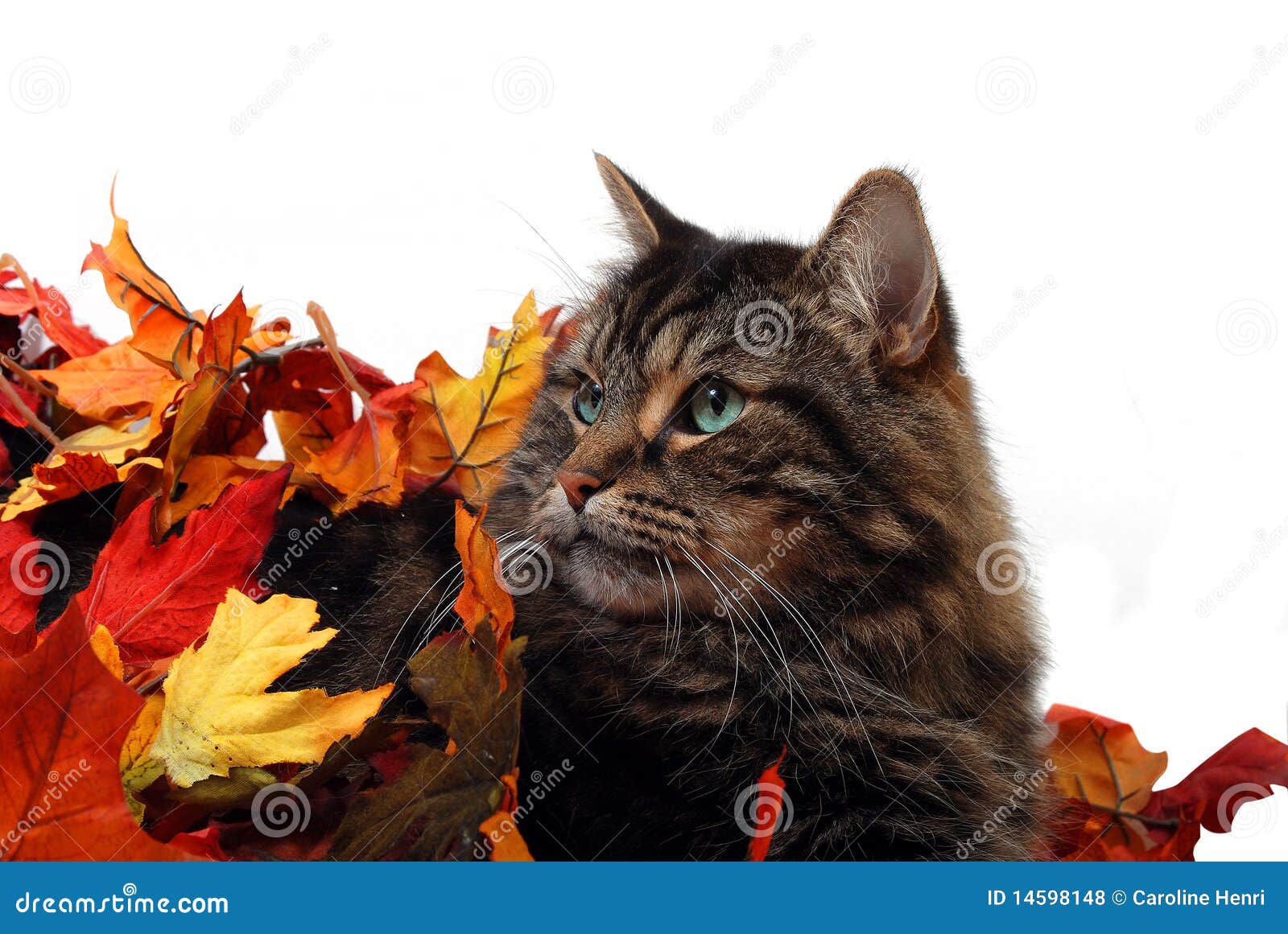 Cute fall cat stock photo. Image of animal, cats, mammals - 14598148