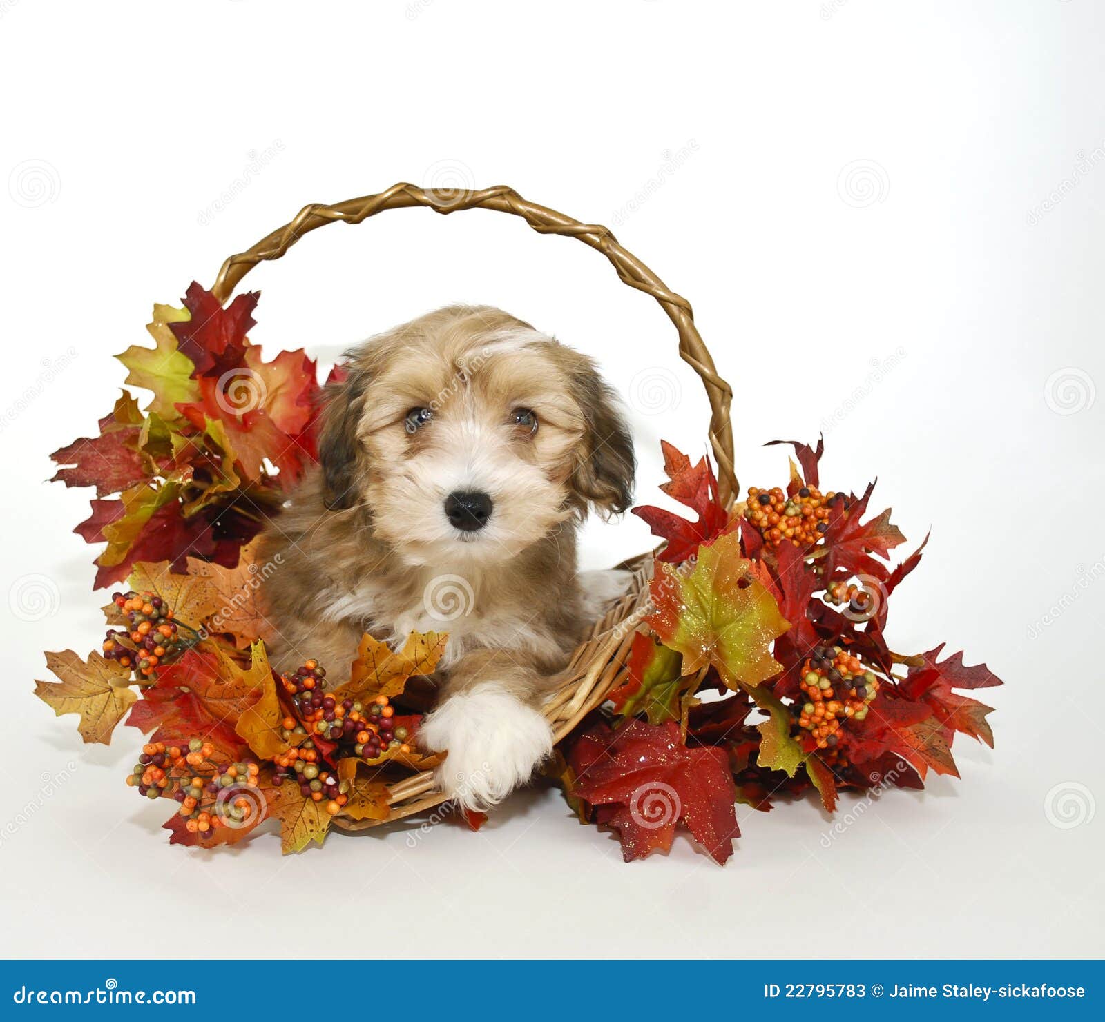 17,326 Cute Fall Puppy Stock Photos - Free & Royalty-Free Stock Photos ...