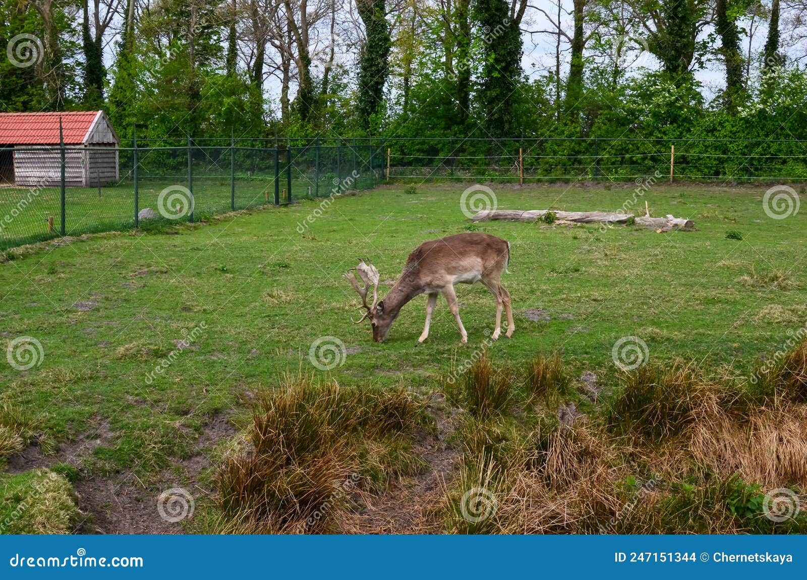 Cute Fallow Deer Grazing on Green Lawn at Farm Stock Photo - Image of ...